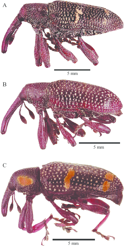 INSECTOS DE P.R. In Memoriam Dr Luis F Martorell y Dr Alain Liogier ,DR ...