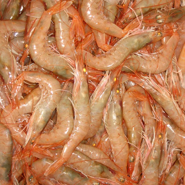 El Pincho Moruno: Gambas Cocidas