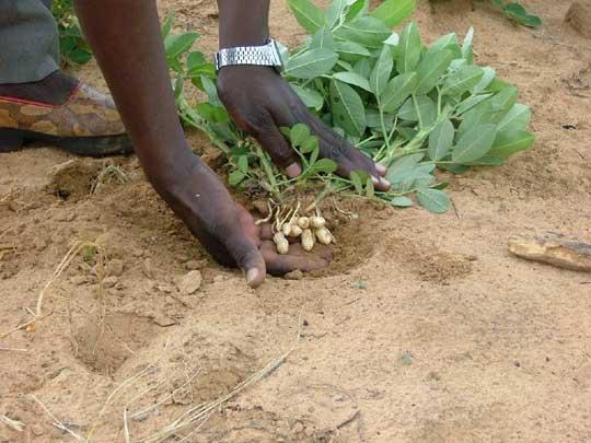 CROP SCIENCE: GROUNDNUT PRODUCTION IN BOTSWANA