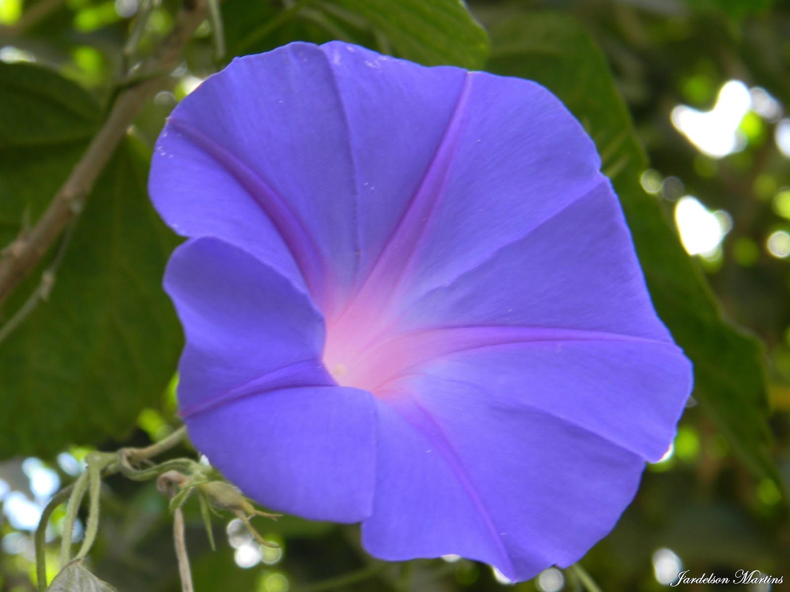 Um Olhar Sobre o Natural: Flor (Azul)