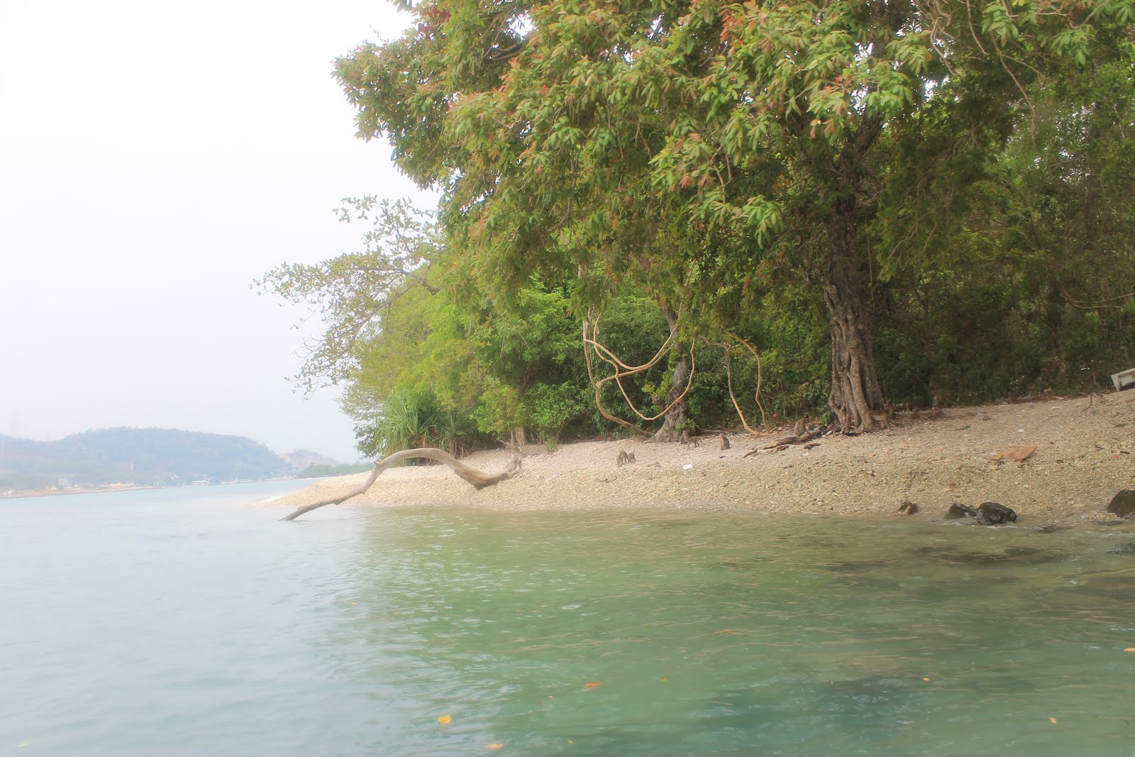 Nia Gichi: Pulau Merak Besar ⛵
