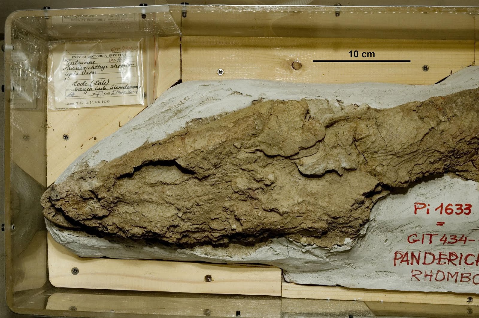 Blog de la Vida Prehistórica: Panderichthys