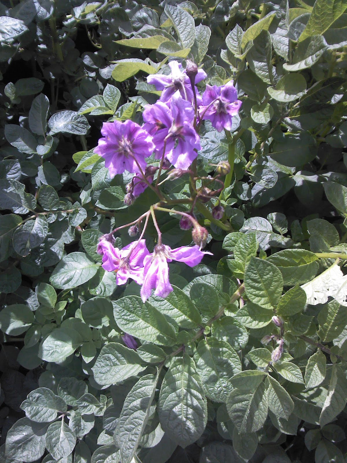 Fauna y Flora en Belén: La flor de la papa unica