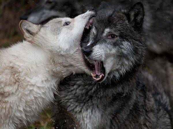 Peleas entre lobos