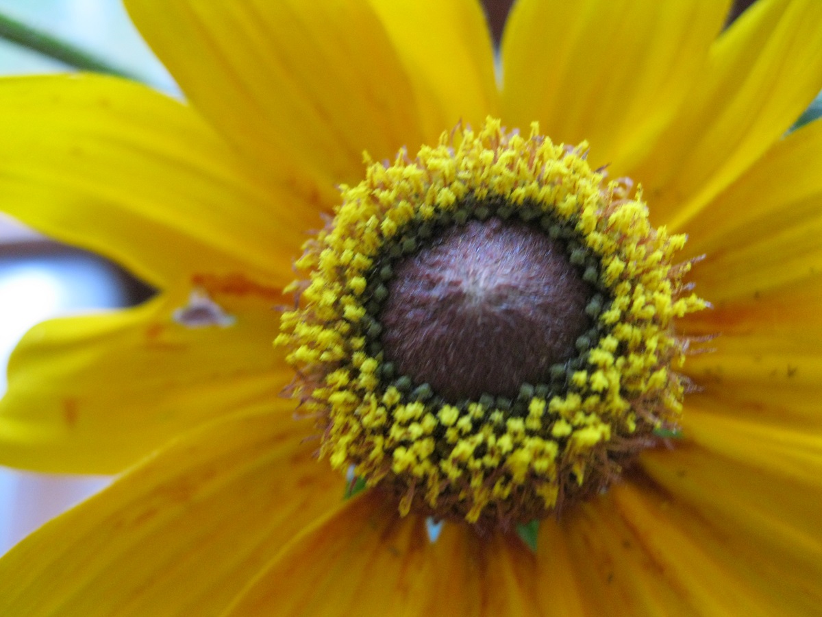 Plants and Stones: Glorious Composite Flowers And Pollination