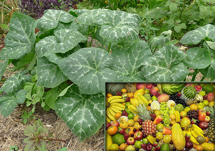 MAISHA NA MAFANIKIO: MBOGA NA MATUNDA NI MUHIMU KWA KILA BINADAMU