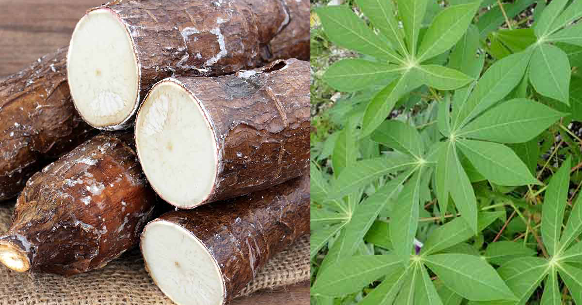 Kamoteng Kahoy At Benepisyo