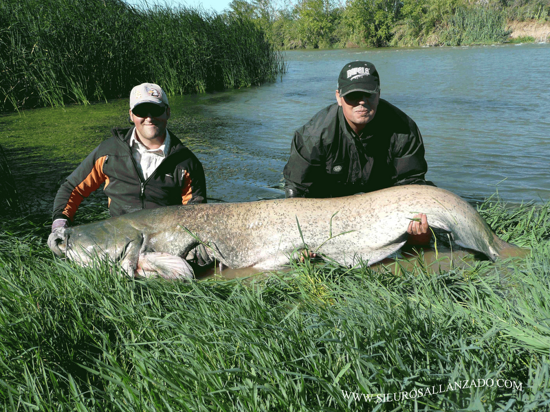 GUIDE DE PÊCHE DU SILURE ET DU SANDRE À MEQUINENZA: DES PHOTOGRAPHIES ...