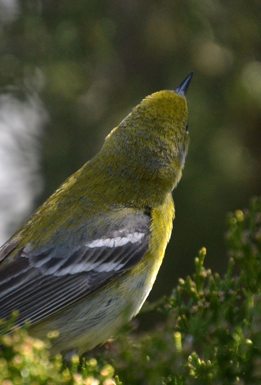 Woods Walks and Wildlife: A Pine Warbler Up Close