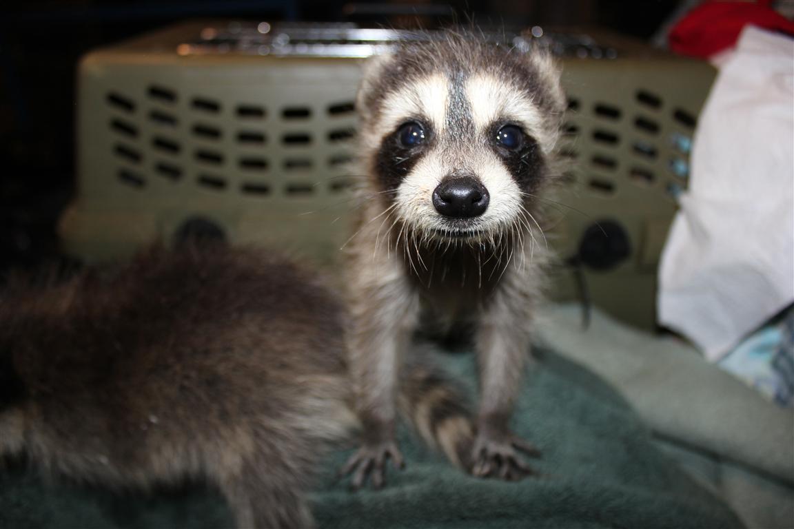 The Laughing Raccoon: It's raining raccoons!!