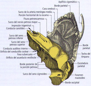 Anatomía y Neuroanatomía: Hueso Temporal. | Universidad Metropolitana ...