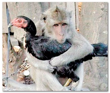 pendidikan seni visual: Soalan No. 6 - Monyet Besar