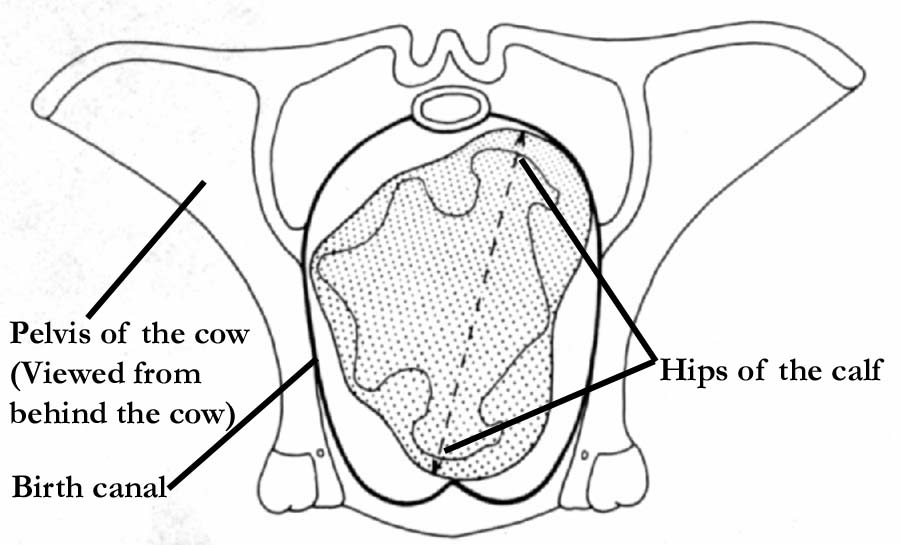 Overview of Abnormal Calving Problems - Vet in Training