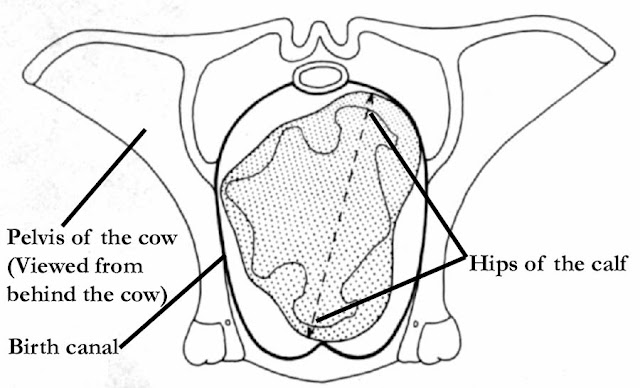 Overview of Abnormal Calving Problems - Vet in Training