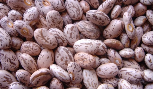 Venta de frijol pinto saltillo