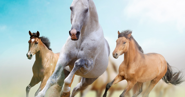 Legendy Polskie: KONIK KONINA