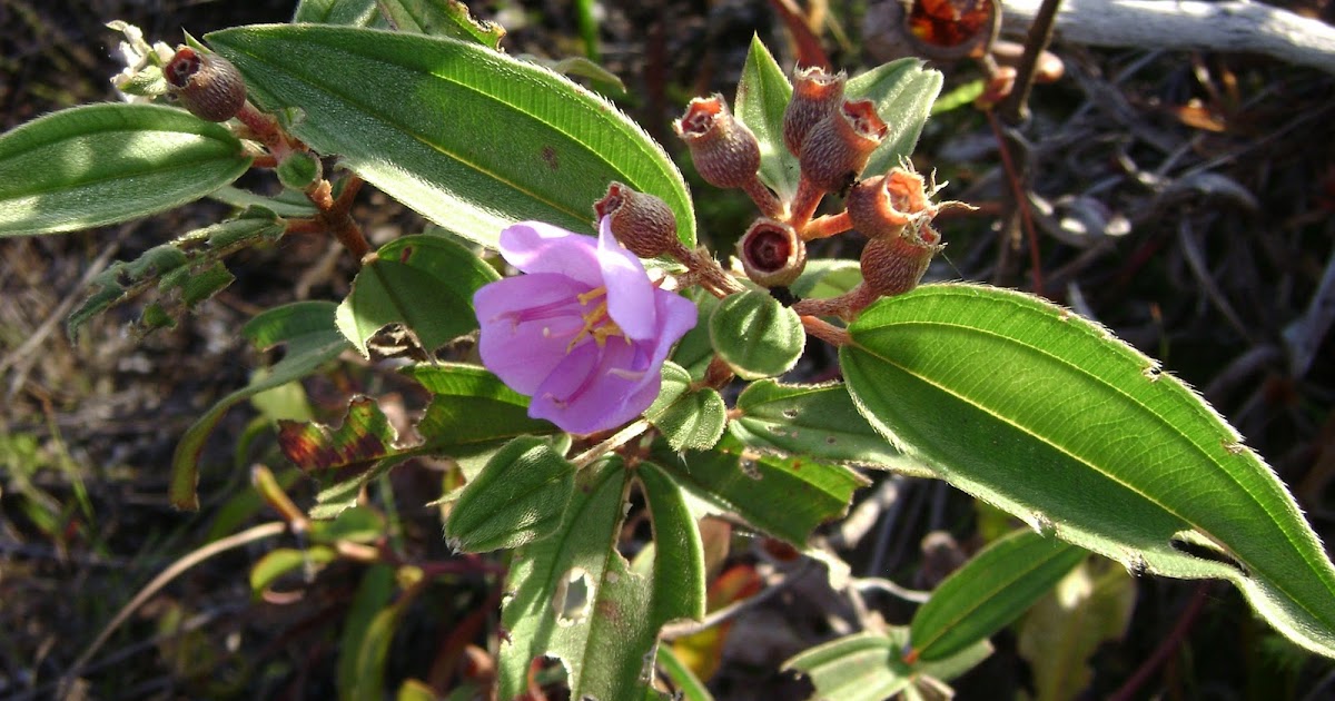 Kisah dan Info terkini: Buah Tumbuhan Liar yang Boleh Dimakan Ketika ...