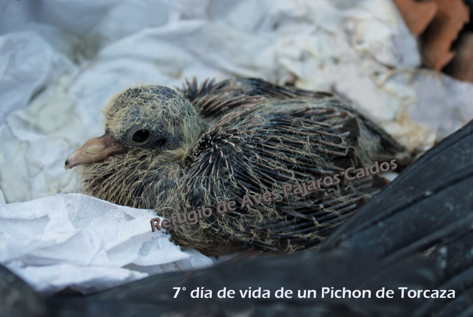 Pichón de Torcaza (Zenaida auriculata). Fotos del recién nacido hasta ...
