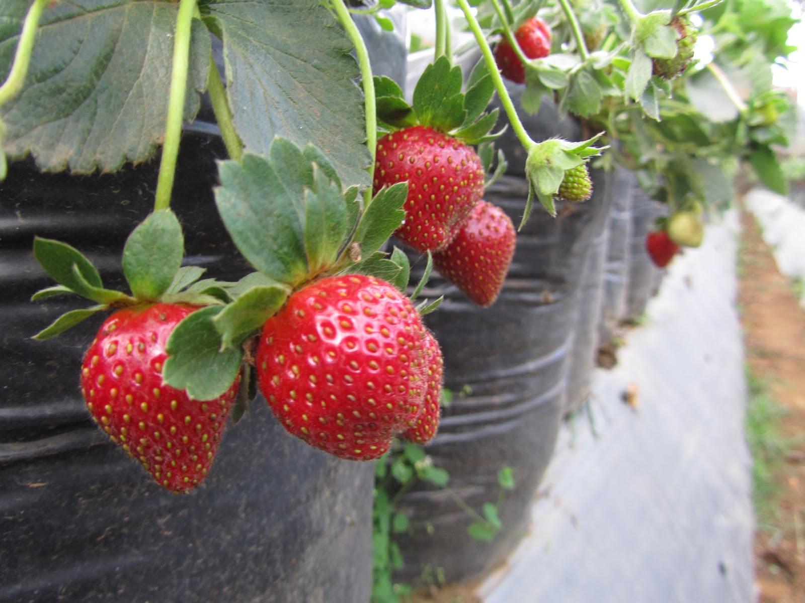 Jual Bibit Tanaman Purwakarta : Jual Bibit Strawberry