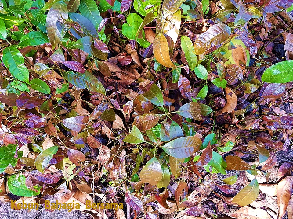 Kebun Bahagia Bersama: Mempelam Telur Kebun Kak Ros Melaka