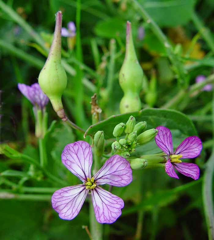 DIÁRIO COM A NATUREZA: 01 DE MAIO - RABANETE - RAIZ TUBEROSA
