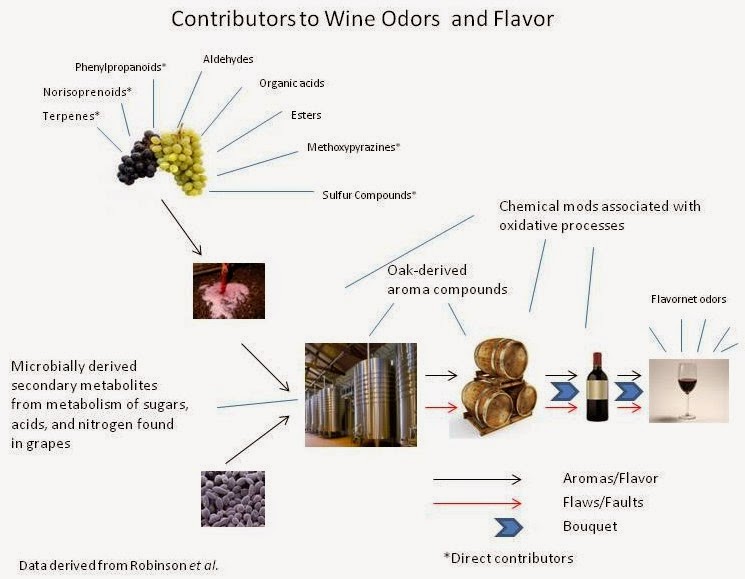 Wine -- Mise en abyme: A high-level map of the sources of wine aroma