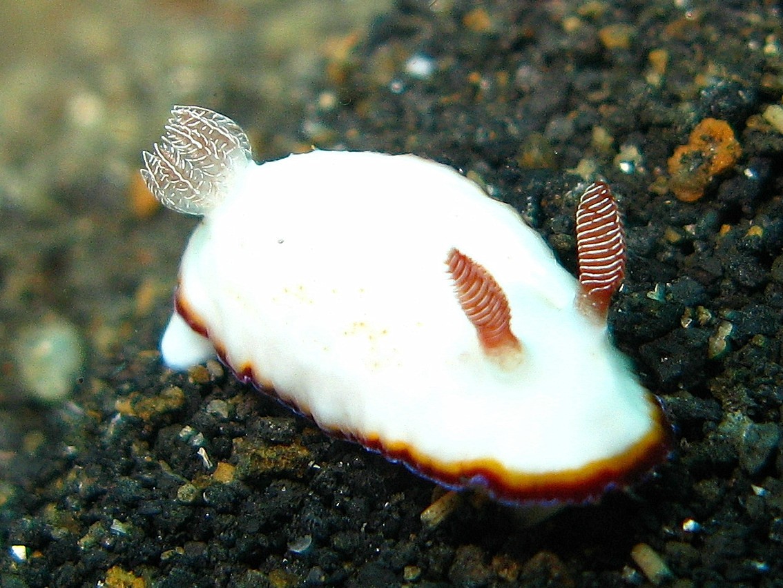 Manda Animali: SEA BUNNY (Giappone)