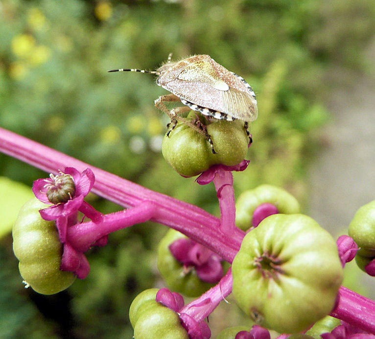 ...COQUELICOTS, COQUILLAGES...et BELLES PAGES !: Punaises et faucheux ...