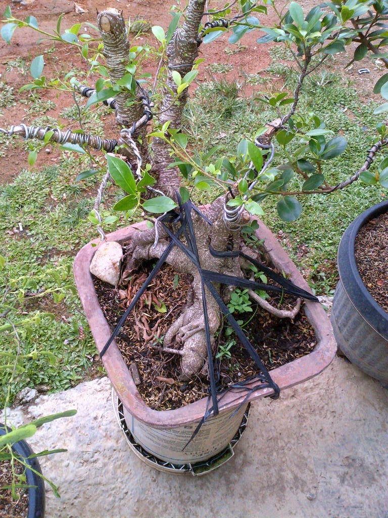 Blog Tempat berbagi hobi bonsai: Beringin Kimeng (Ficus Microcarpa)