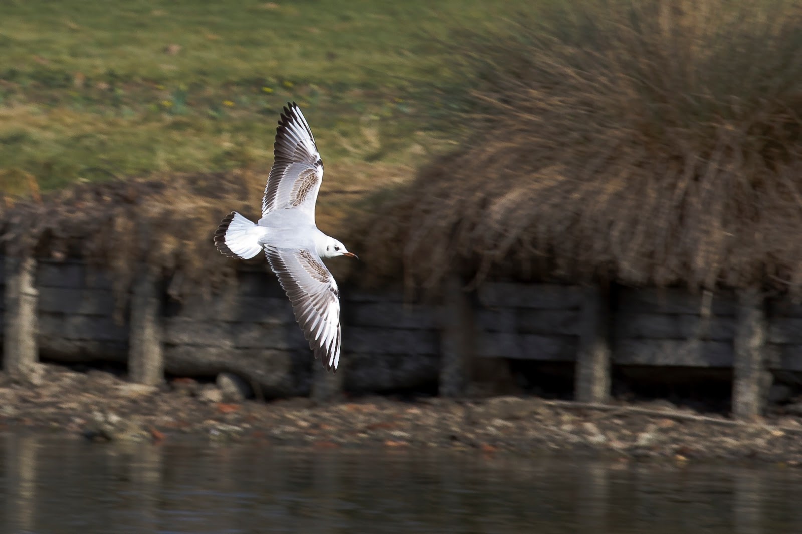 Flight: Flight cast and crew