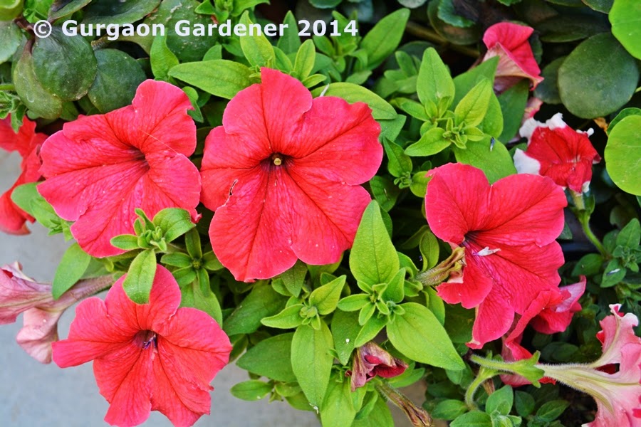 Gurgaon Gardener: Red Flower Plants for Your Garden