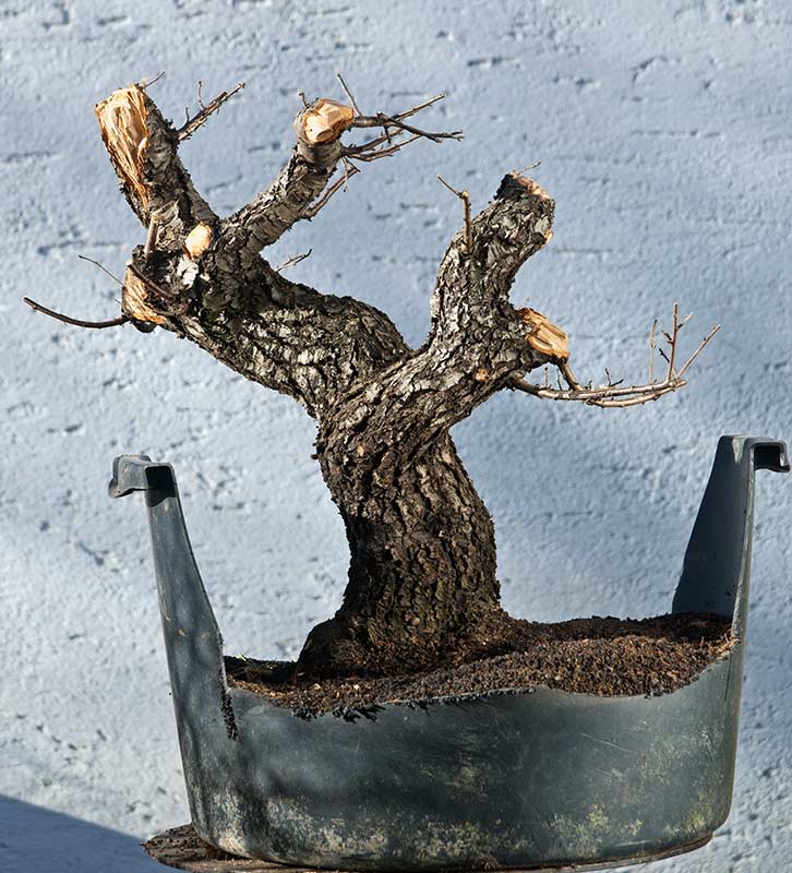 Walter Pall Bonsai Adventures: Prunus #24