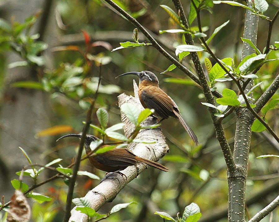 SICKLE BILLED BIRDS photos - wallpapers | the fun bank