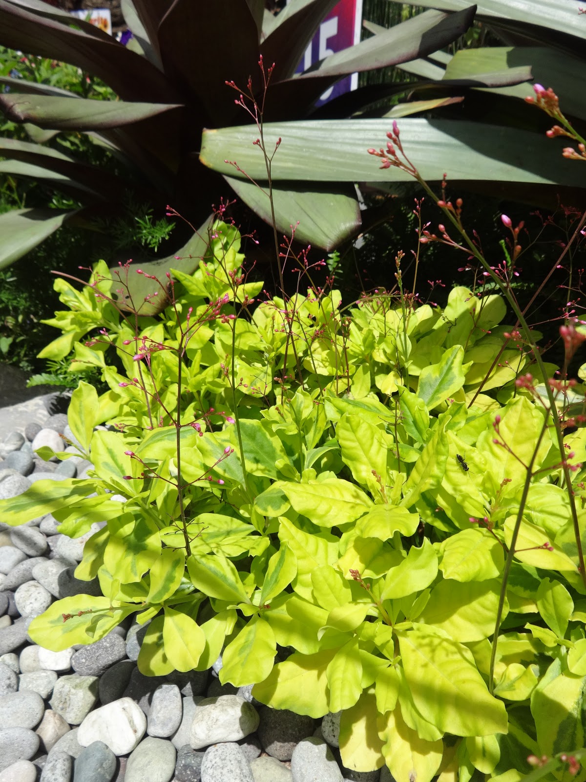 Herbs from Distant Lands: Talinum triangulare - Philippine Spinach ...