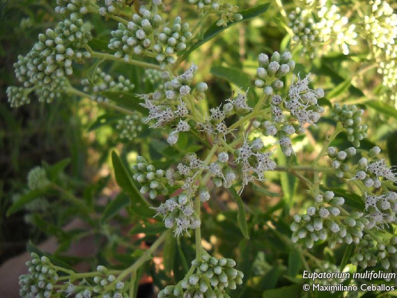 Argentina nativa: Chilca de olor (Eupatorium inulifolium)*