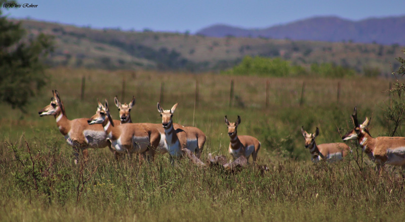 Las Aventuras: The Sonoran Pronghorn