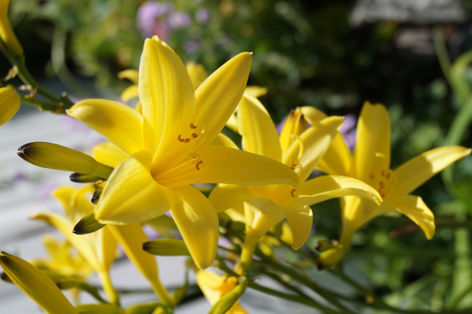 Lillians hage: Gul daglilje ble tidligere kalt glemselens blomst