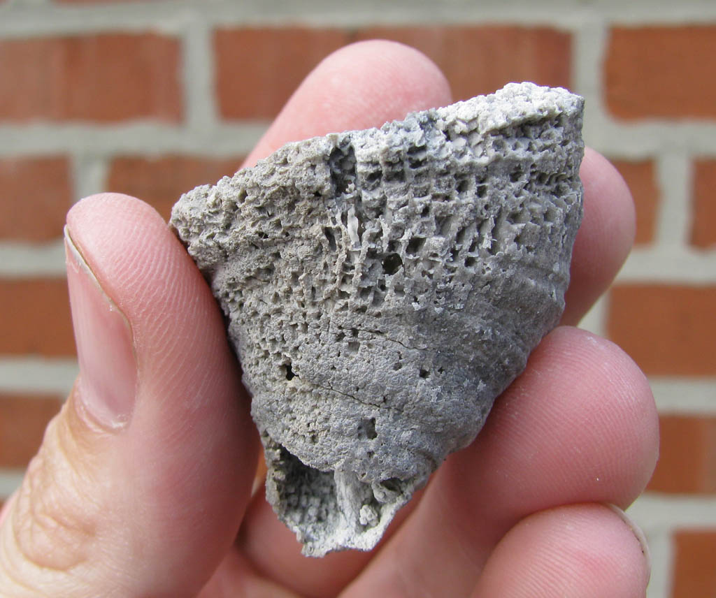 Views of the Mahantango: Beekite preserved fossils