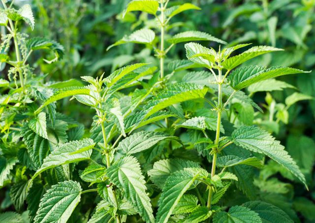 About Health: Nettle