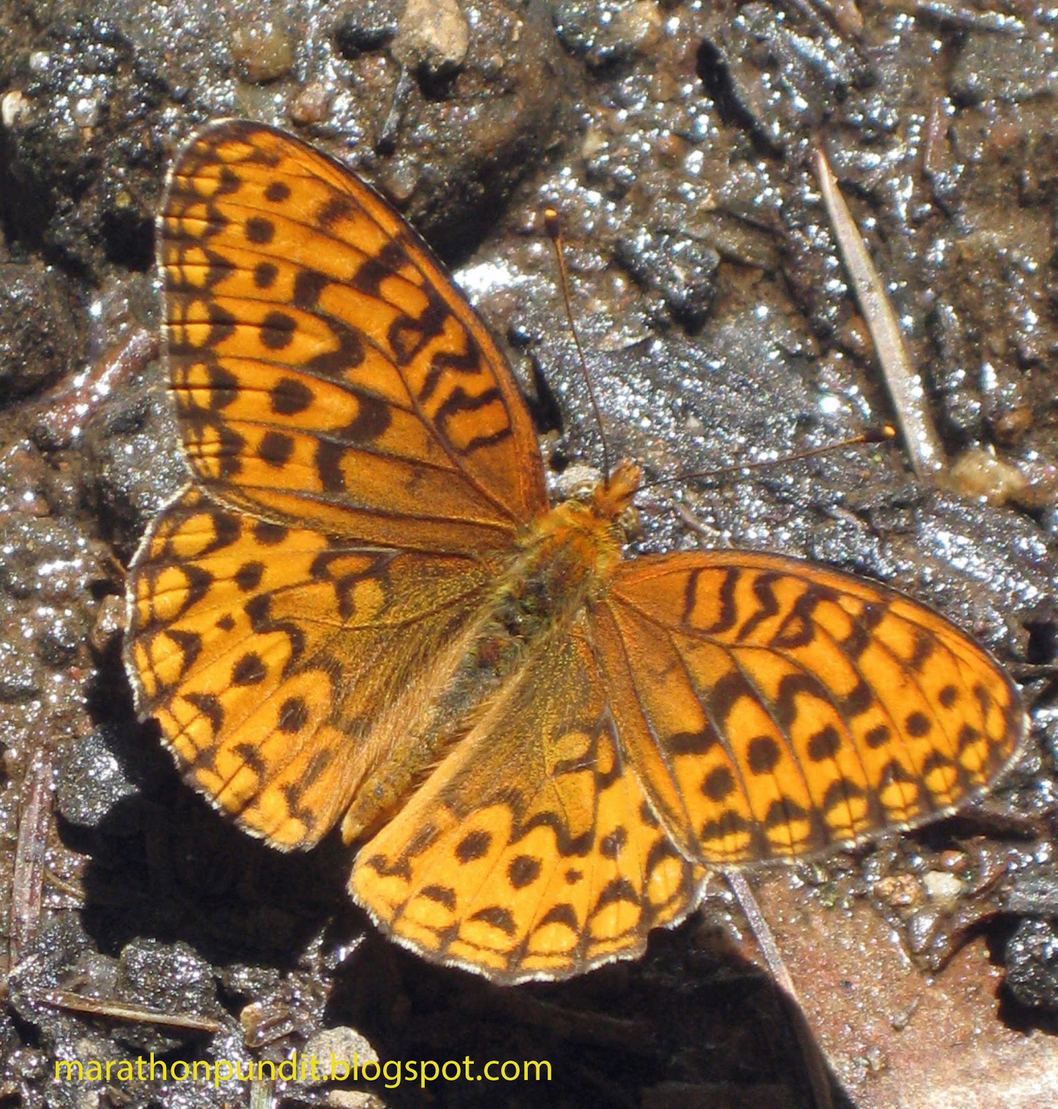 Marathon Pundit: (Photo) Mormon fritillary butterfly