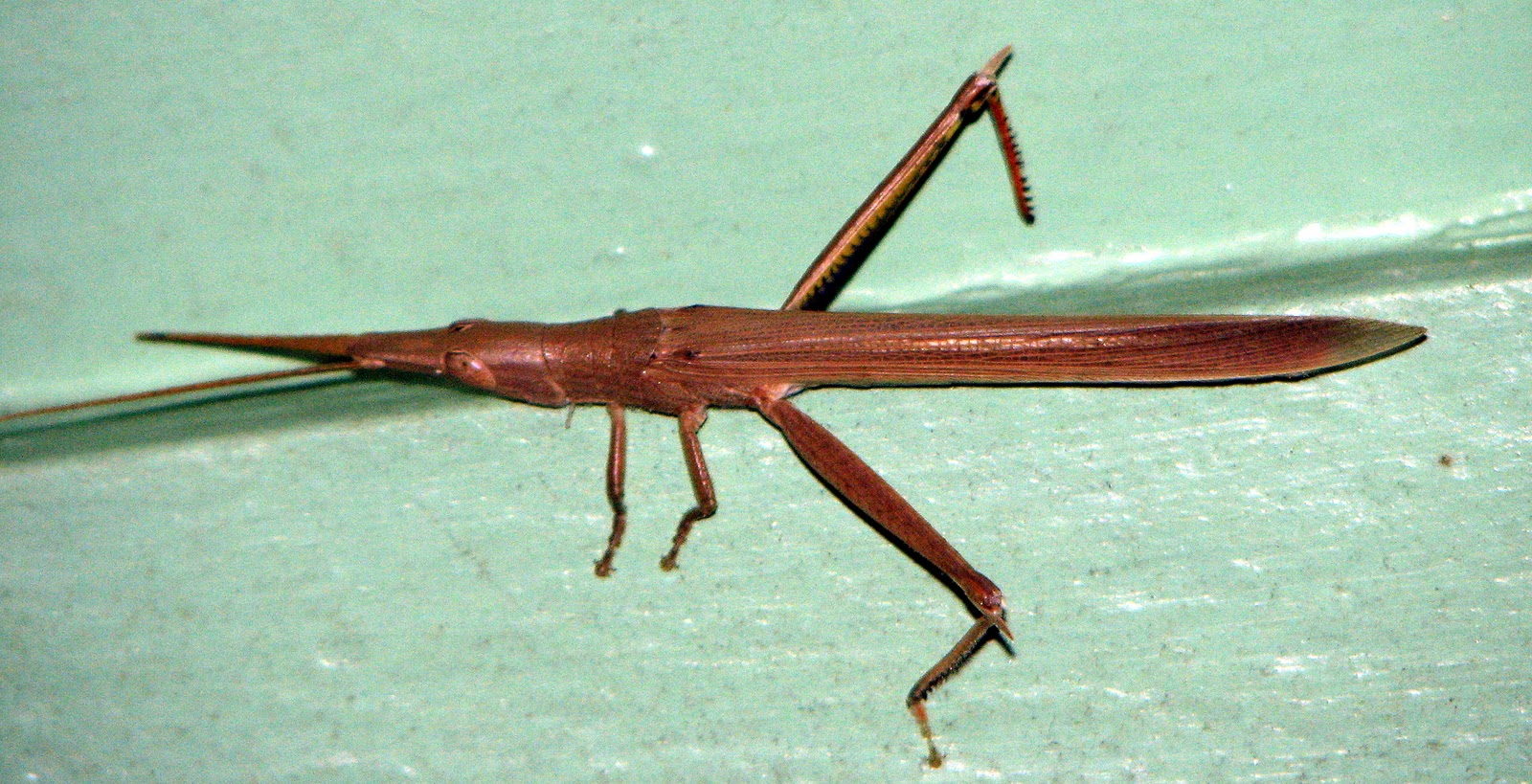 Bush Bernie's Blog: Wildlife On Wednesday ... Stick Insects.