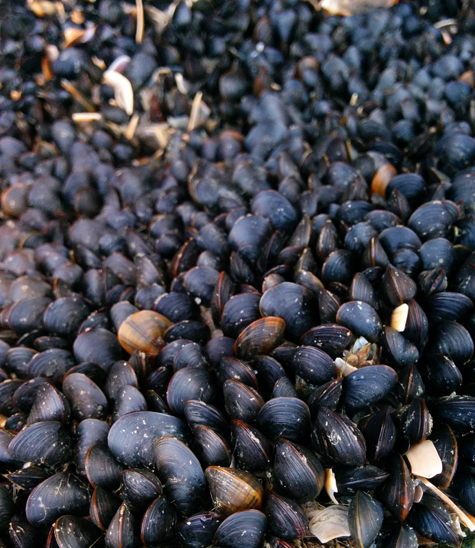 Nessy Designs: Barnacles & Mussels