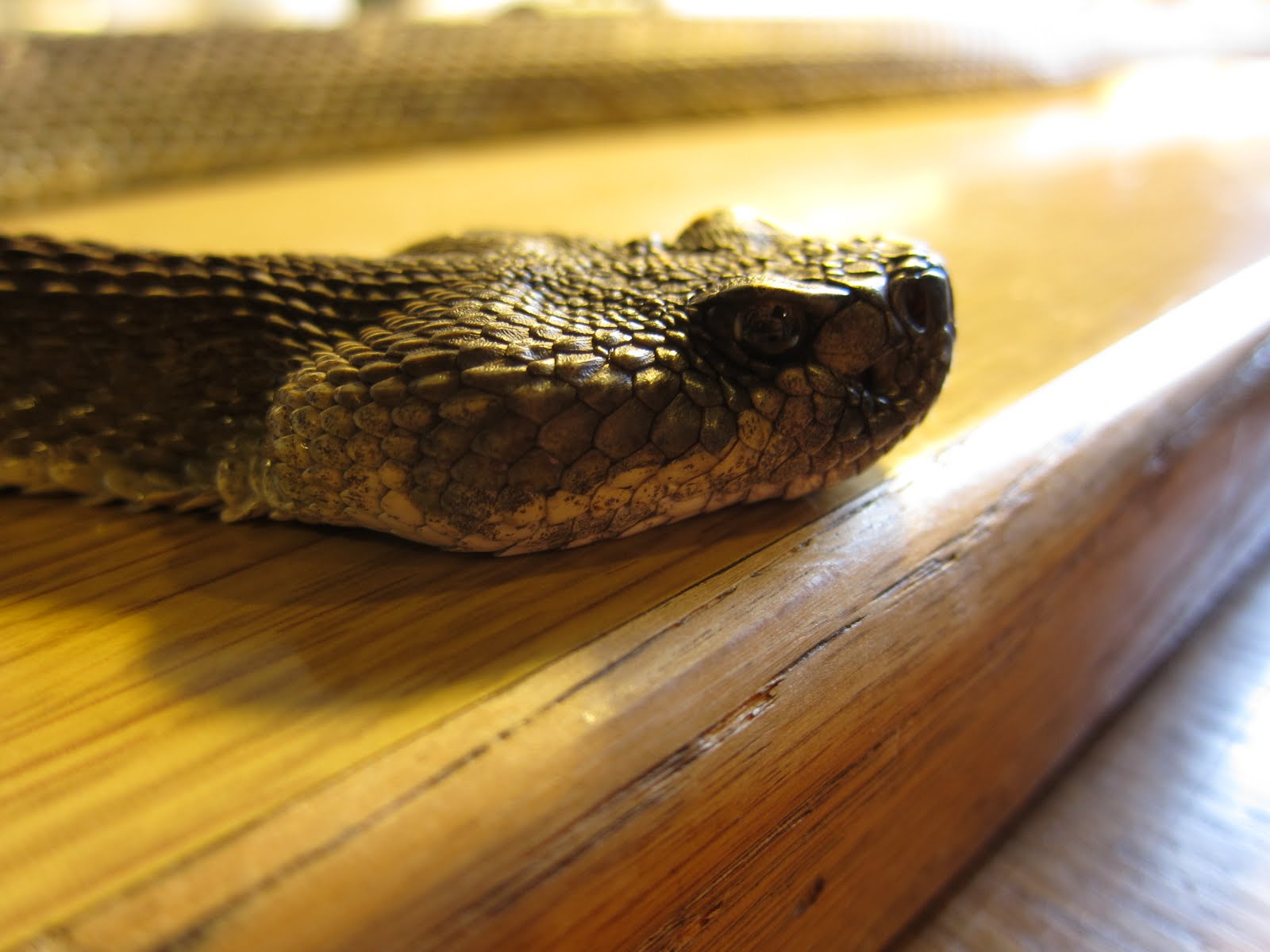 Strike, Rattle, & Roll: My First Snake Surgery!