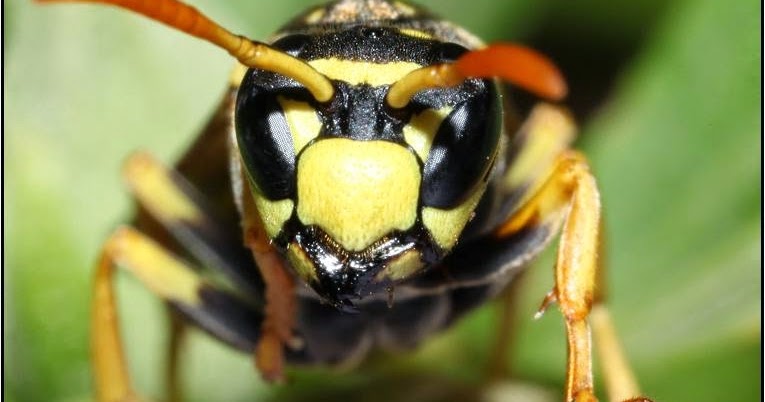 FAUNA AUXILIAR: FAMILIA VESPIDAE