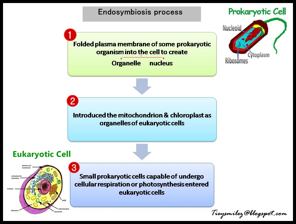Smiles in My Life: Endosymbiosis Process