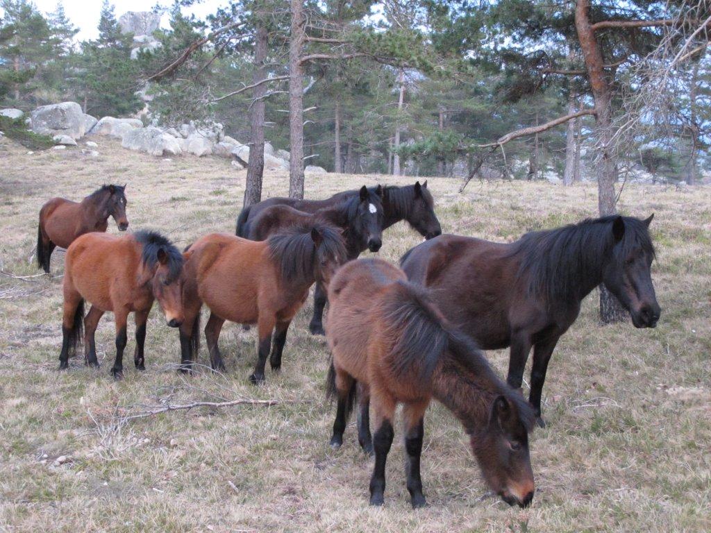 Mangalarga Style: GARRANO , O Cavalo precursor do Mangalarga