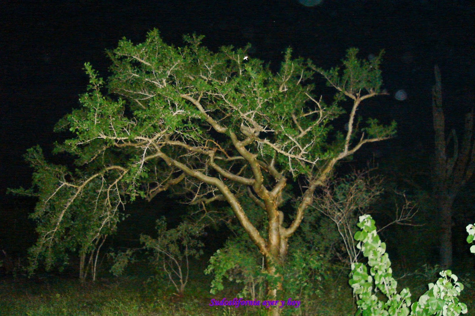 SUDCALIFORNIA DE AYER Y HOY: Flora en Sudcalifornia