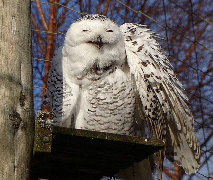 Laughing Owls [31 Pics] | ALL PHOTOZ