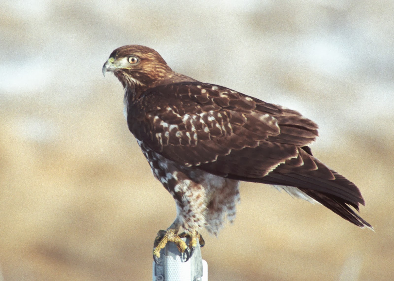 The Azure Gate: Red Tailed Hawk - II