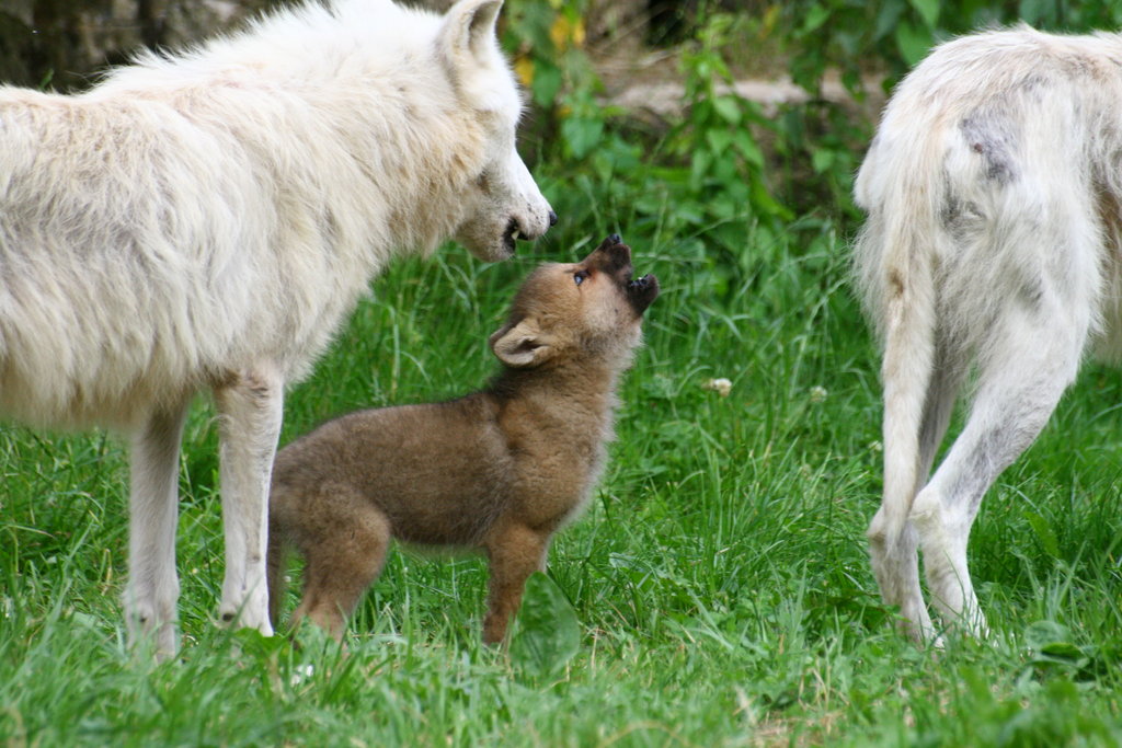 White Wolf : Stunning Images Showcase the Cuteness of Fluffy Arctic ...